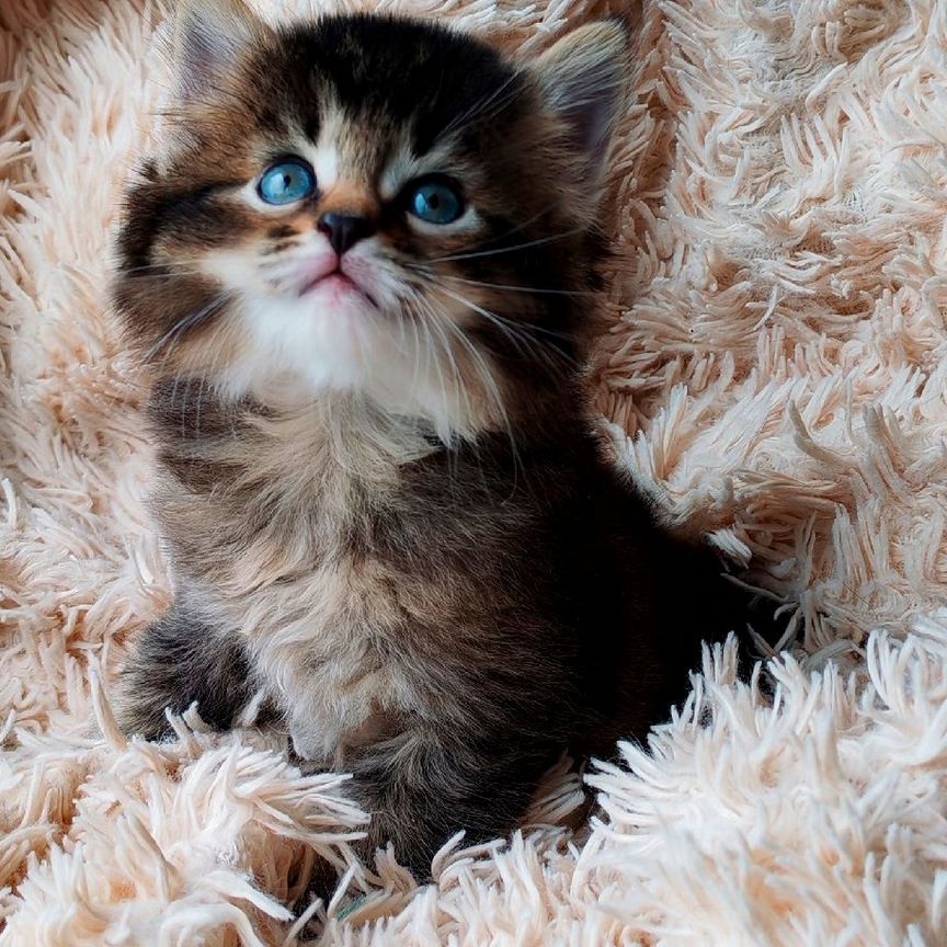 Сибирский котёнок