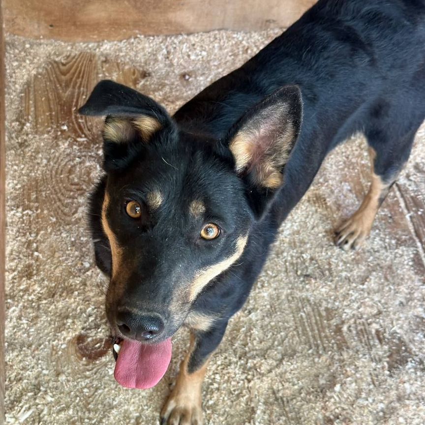 Обаятельный Ричард из приюта в добрые руки