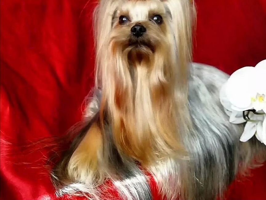 Йоркширский терьер