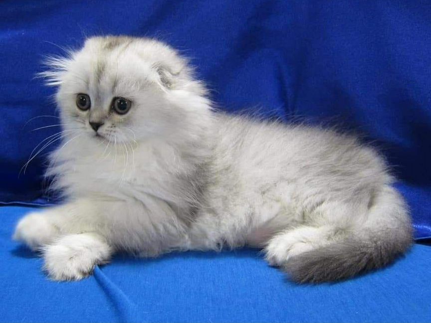 Вислоухие и прямоухие серебристые котята