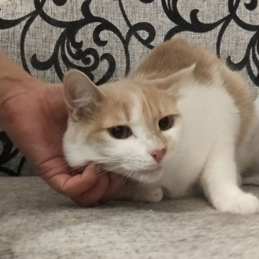 Взрослый кот в добрые руки