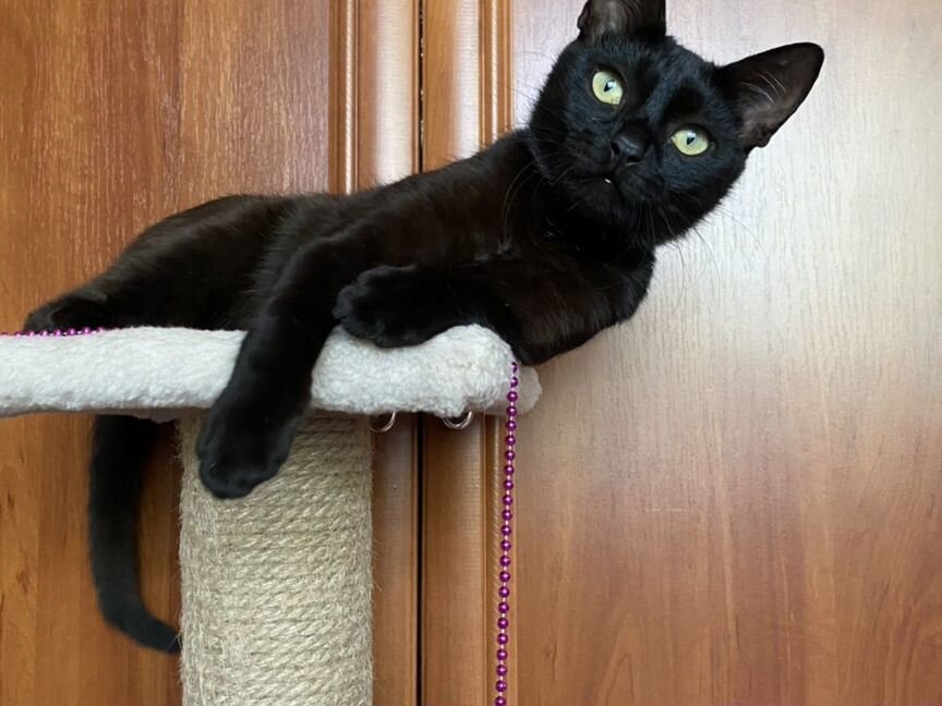 Молодой озорной котик