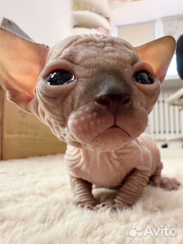 Канадский сфинкс котенок