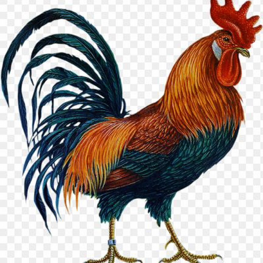 Отдам молодого петушка