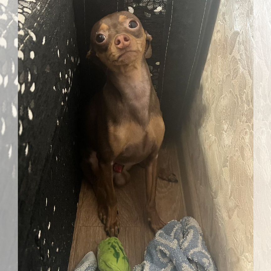 Русский той-терьер, взрослый пёс