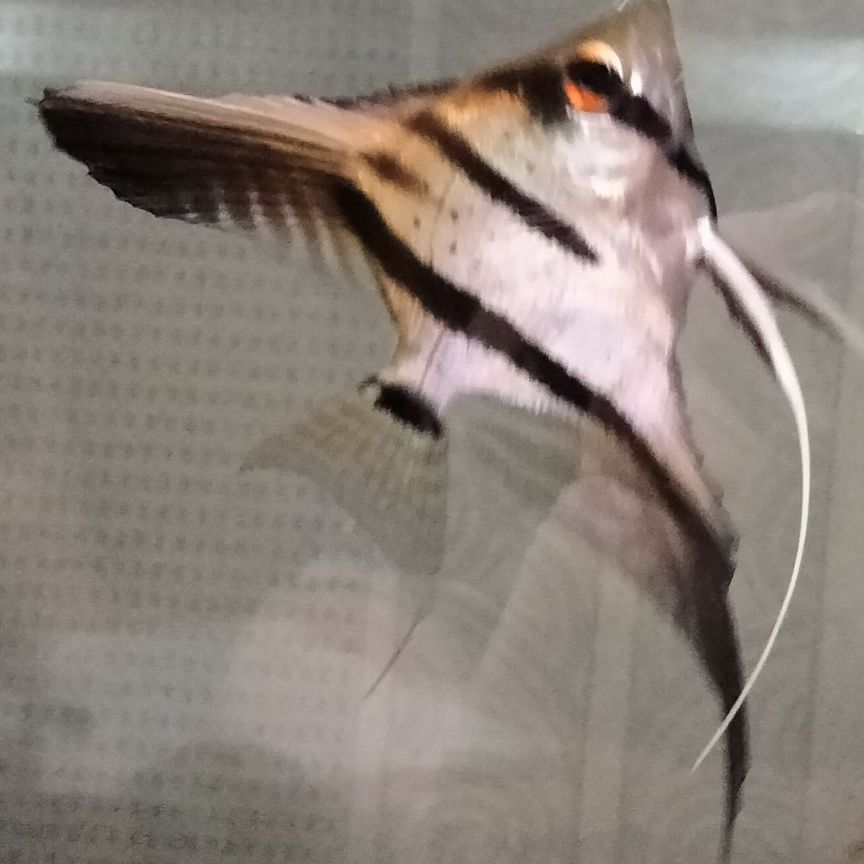 Рыба скалярия