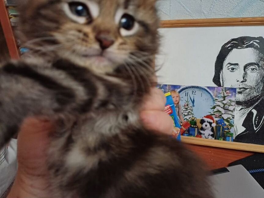 Прелестные чистокровные котята мейн-куна девочки