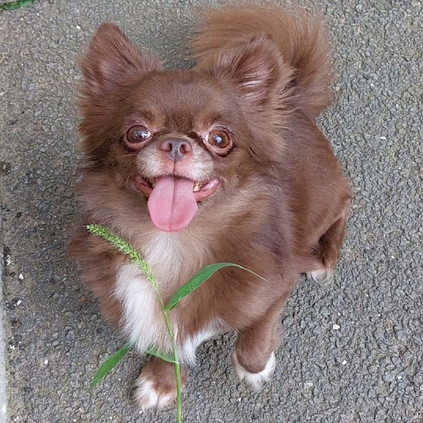 Вязка, мини мальчик чихуахуа