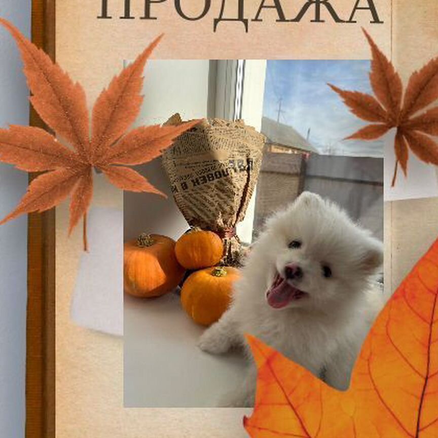 Немецкий шпиц, щенок