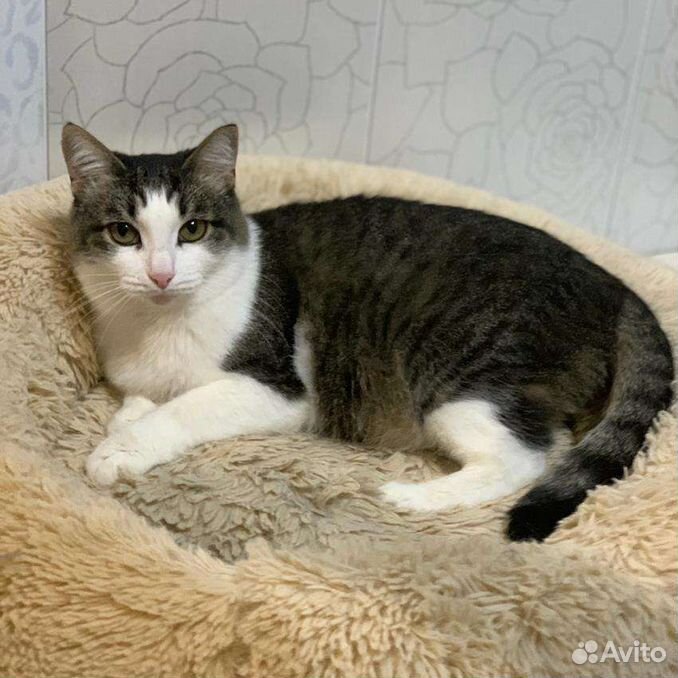 Даша в семью