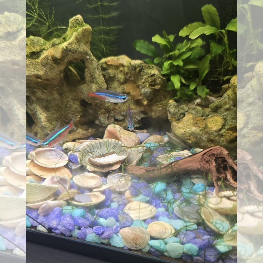 Рыбки неоны