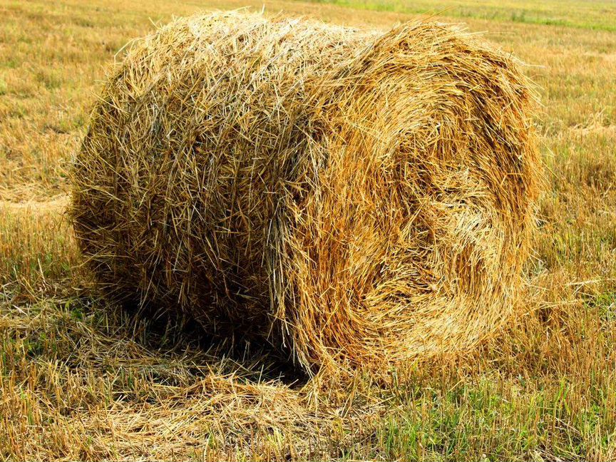 Солома ячменная