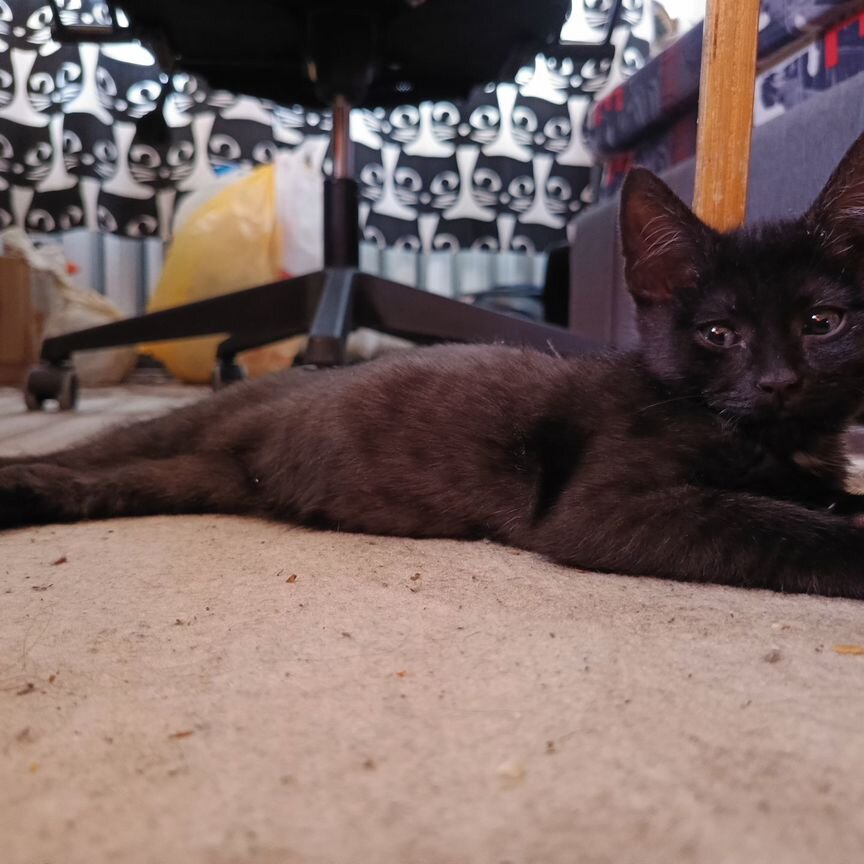 Котенок, мальчик, ласковый, ручной. ищет хозяев