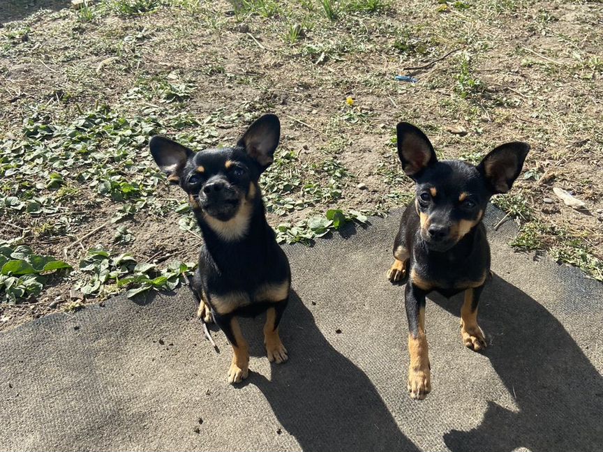 Собака в добрые руки маленькая порода