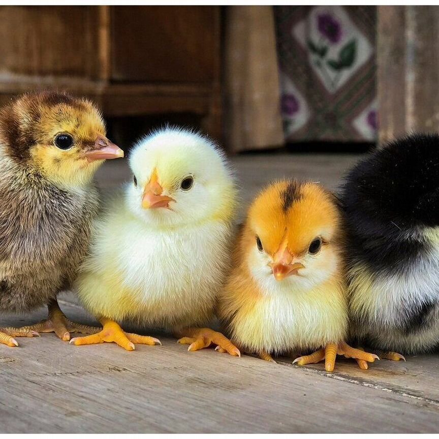 Выведу циплят из вашего яйца