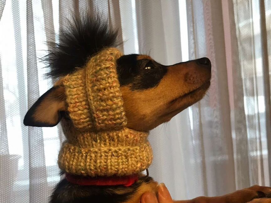Шапочка вязаная для маленьких собак