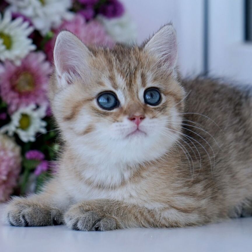 Британские котята золотая шиншилла