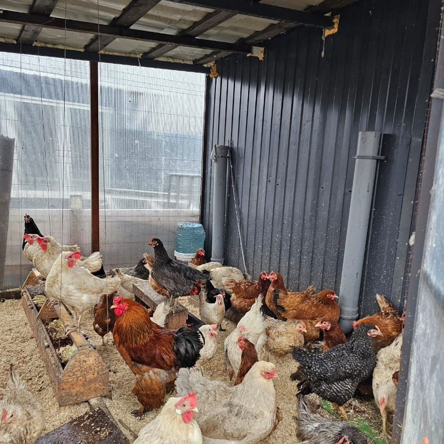 Куры несушки Утки оптом