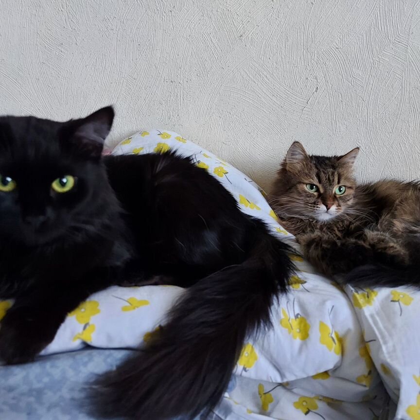 Кошки в добрые руки бесплатно