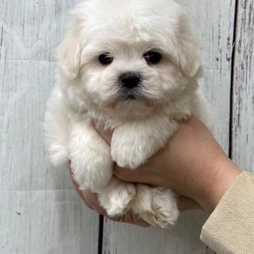 Мальтипу, щенок