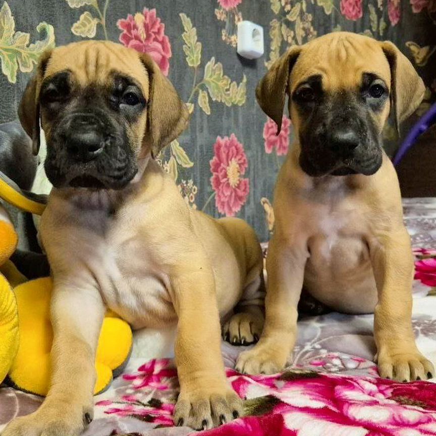 Щенки немецкого дога