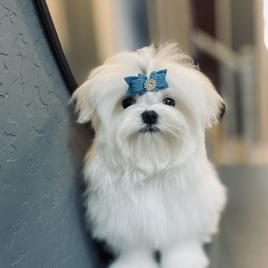 Мальтийская болонка, щенок