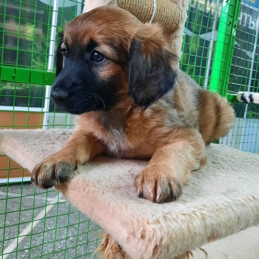 Щенок в добрые руки