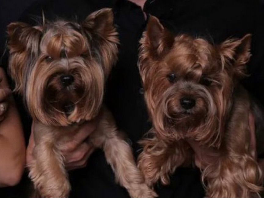 Йоркширский терьер вязка мальчик