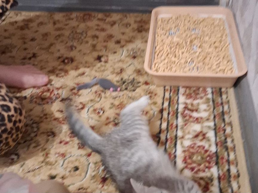Котёнок
