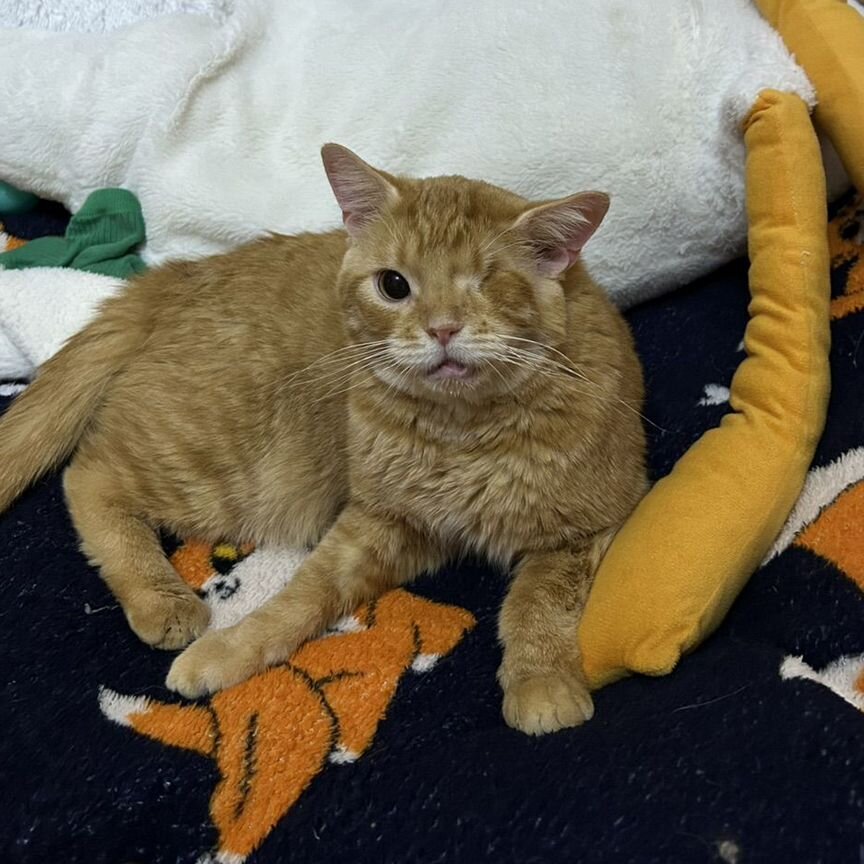 Взрослый кот в добрые руки