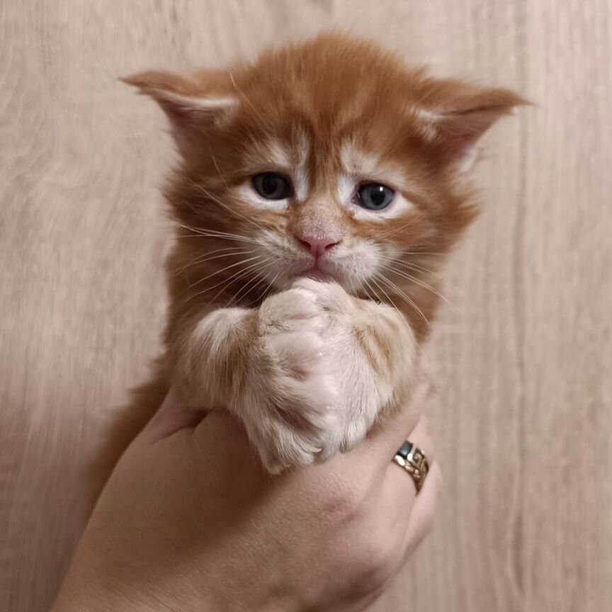 Котятки мейн-кун в варежках
