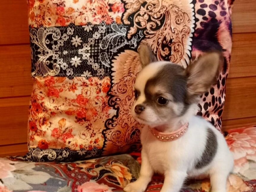 Птичка невеличка