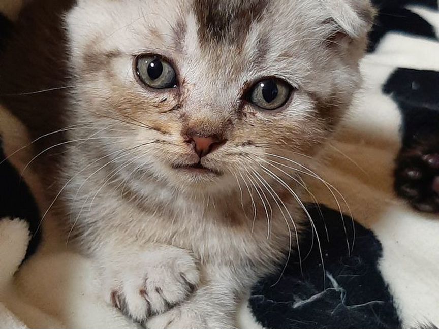 Шотландские котята