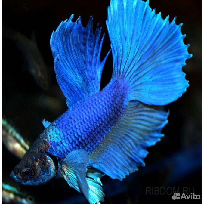 Рыбки петушки Дамбо (слоноухие)