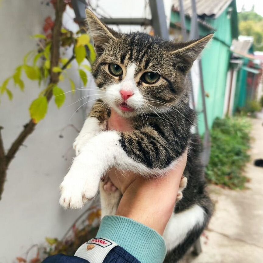 Говорящий котенок