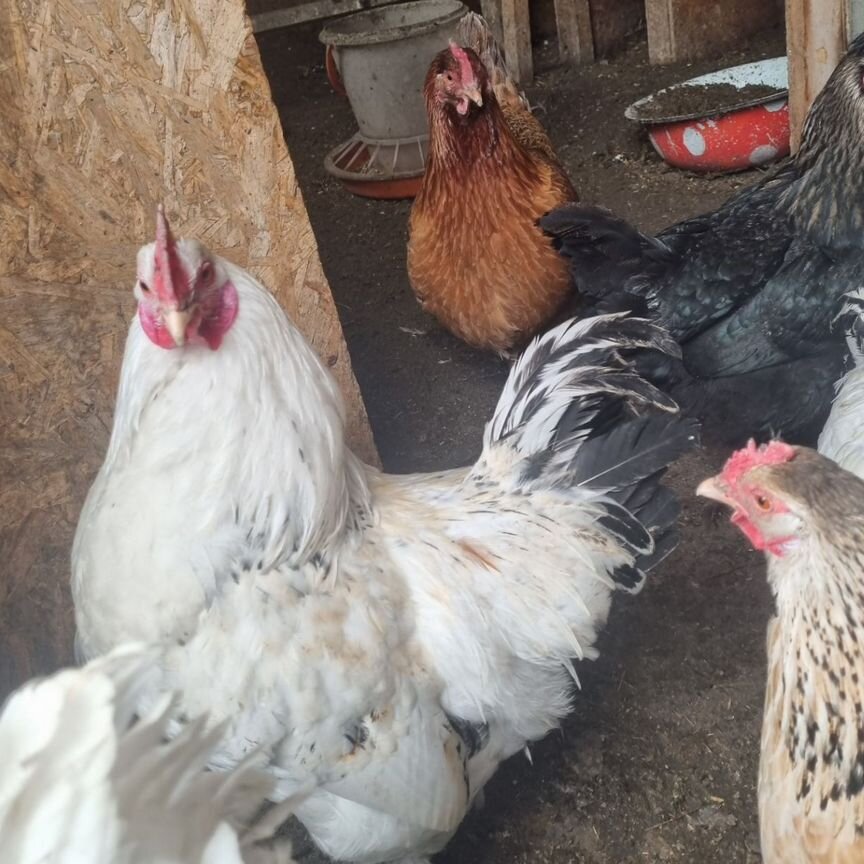 Молодые петухи брама