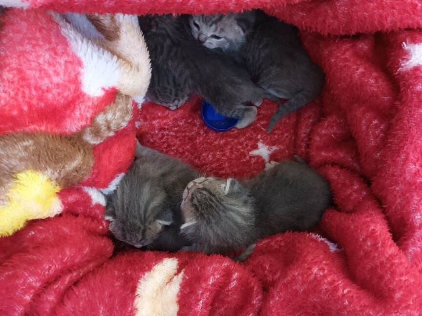 Котята в добрые руки