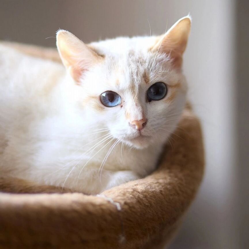 Кошка Фиона ищет дом