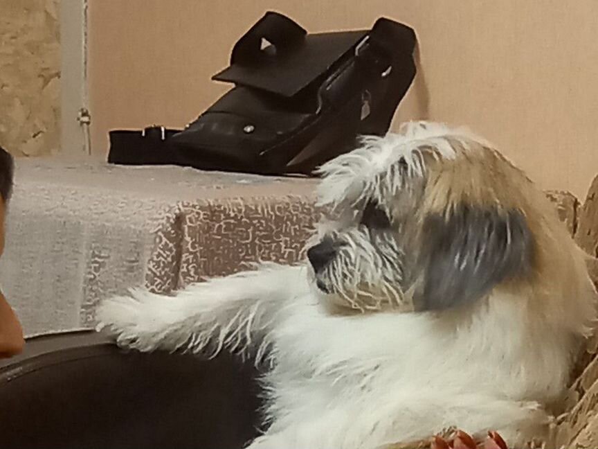 Собака шицу