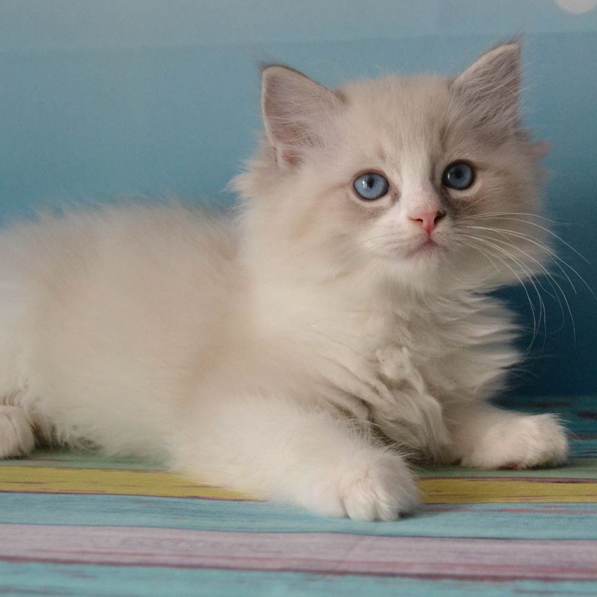 Рэгдолл котёнок