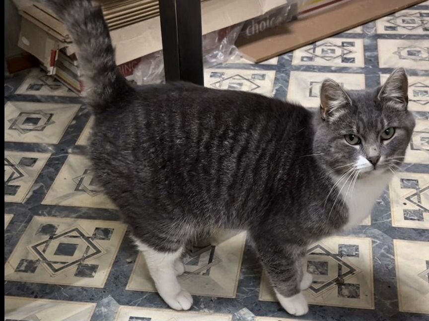 Одинокий котик