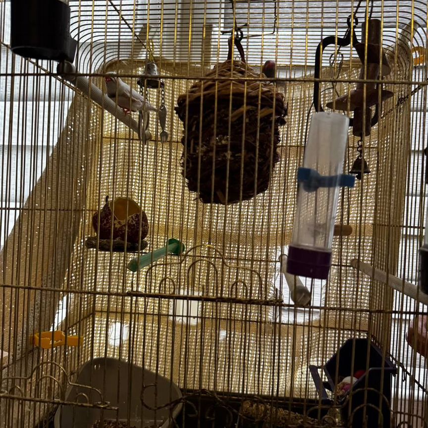 Попугай амадины с клеткой