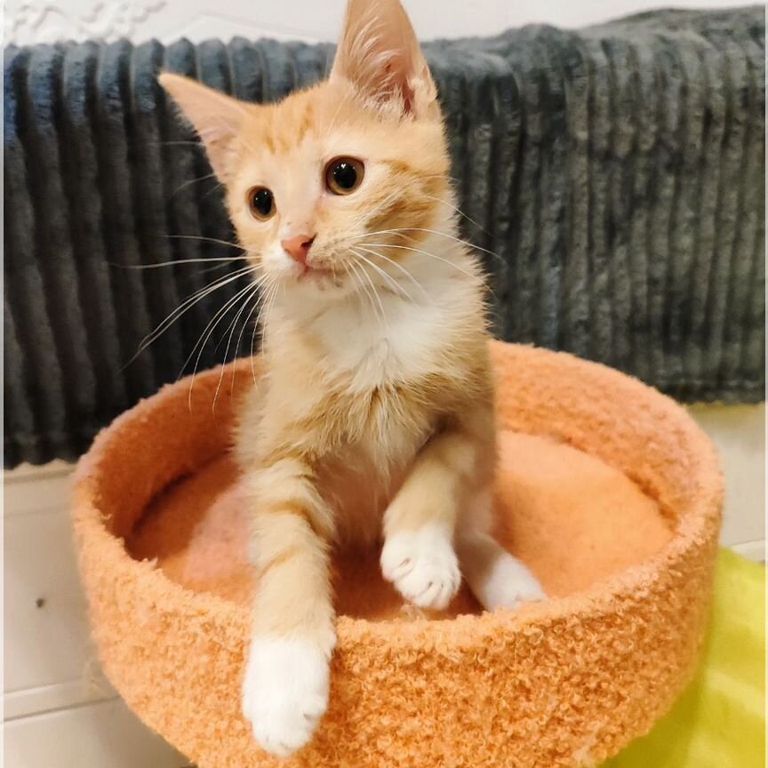 Котёнок в добрые руки