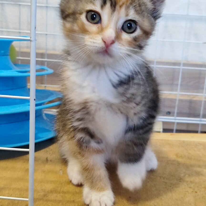 Милашка котенок ищет семью