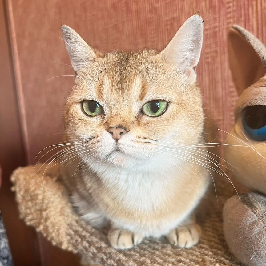 Котята золотая шиншилла