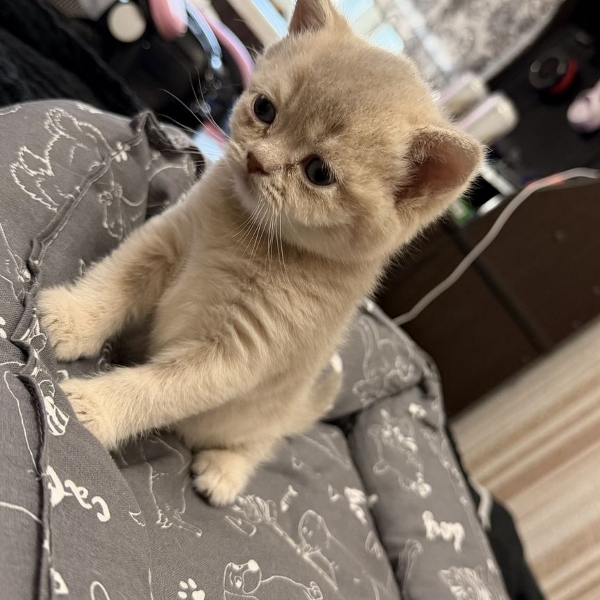 Шотландский вислоухий короткошёрстный котёнок