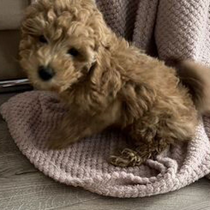 Той-пудель, щенок