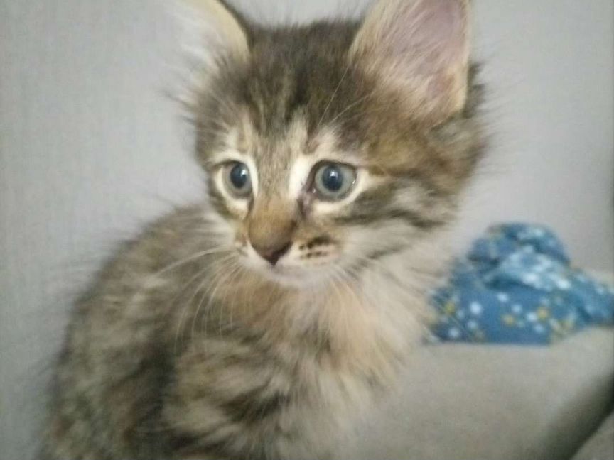 Отдадим котенка - кошечка 3 месяца