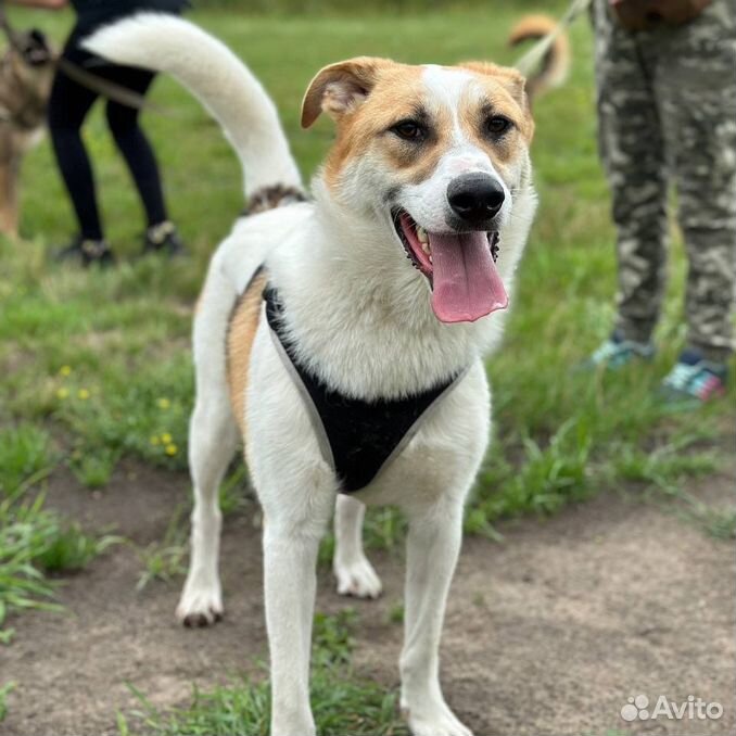 Очень красивый пес Купер ищет дом