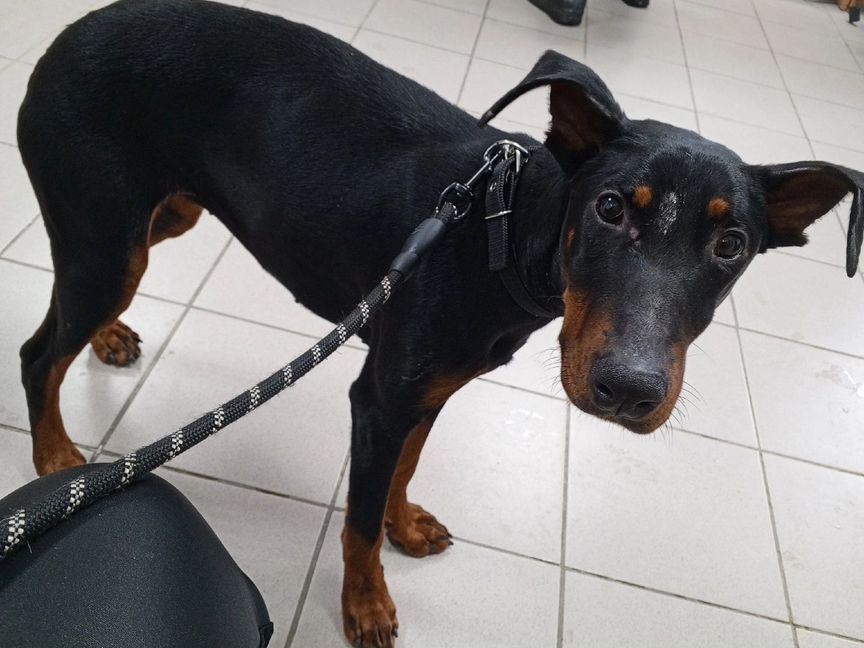 Собака доберман